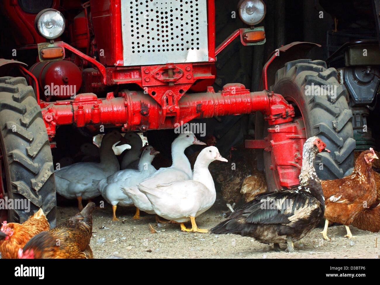 Human and animals on the farm hi-res stock photography and images - Alamy