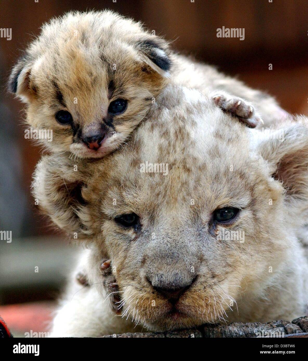 (dpa) - The two-week-old serval 'Mogli' climbs on the head of the three ...