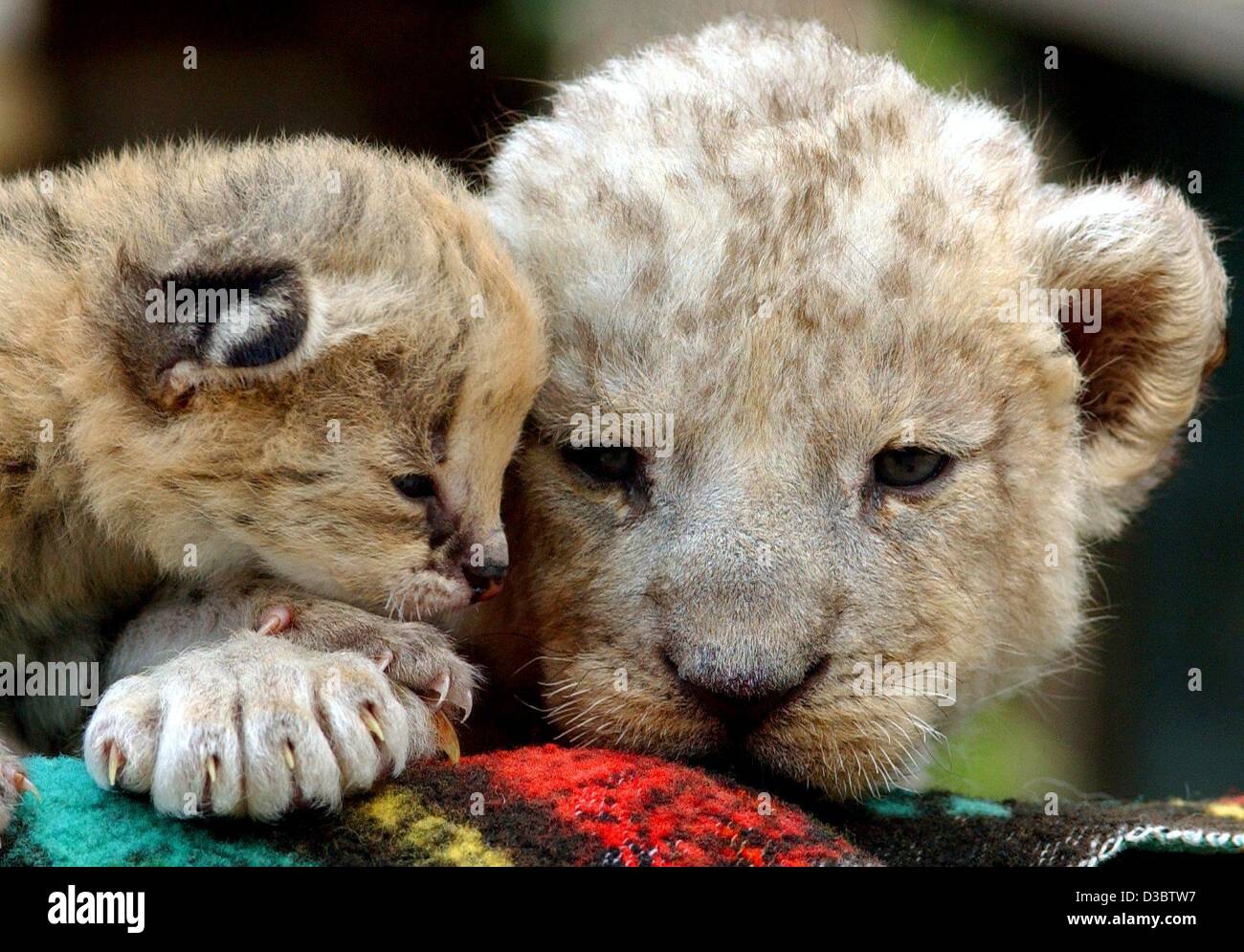 (dpa) - The two-week-old serval 'Mogli' (L) cuddles with the three-week ...