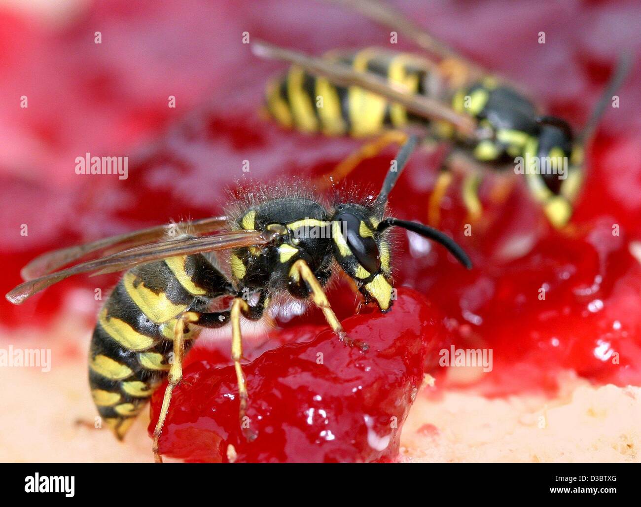 (dpa) - Two wasp sits on a bread roll and enjoy the sweet sticky jam on ...
