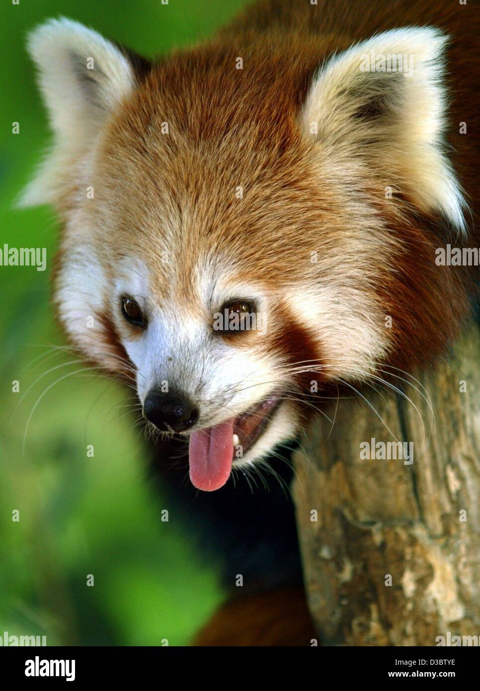 (dpa) - A Red panda claws himself tight to the branch of a tree at the ...