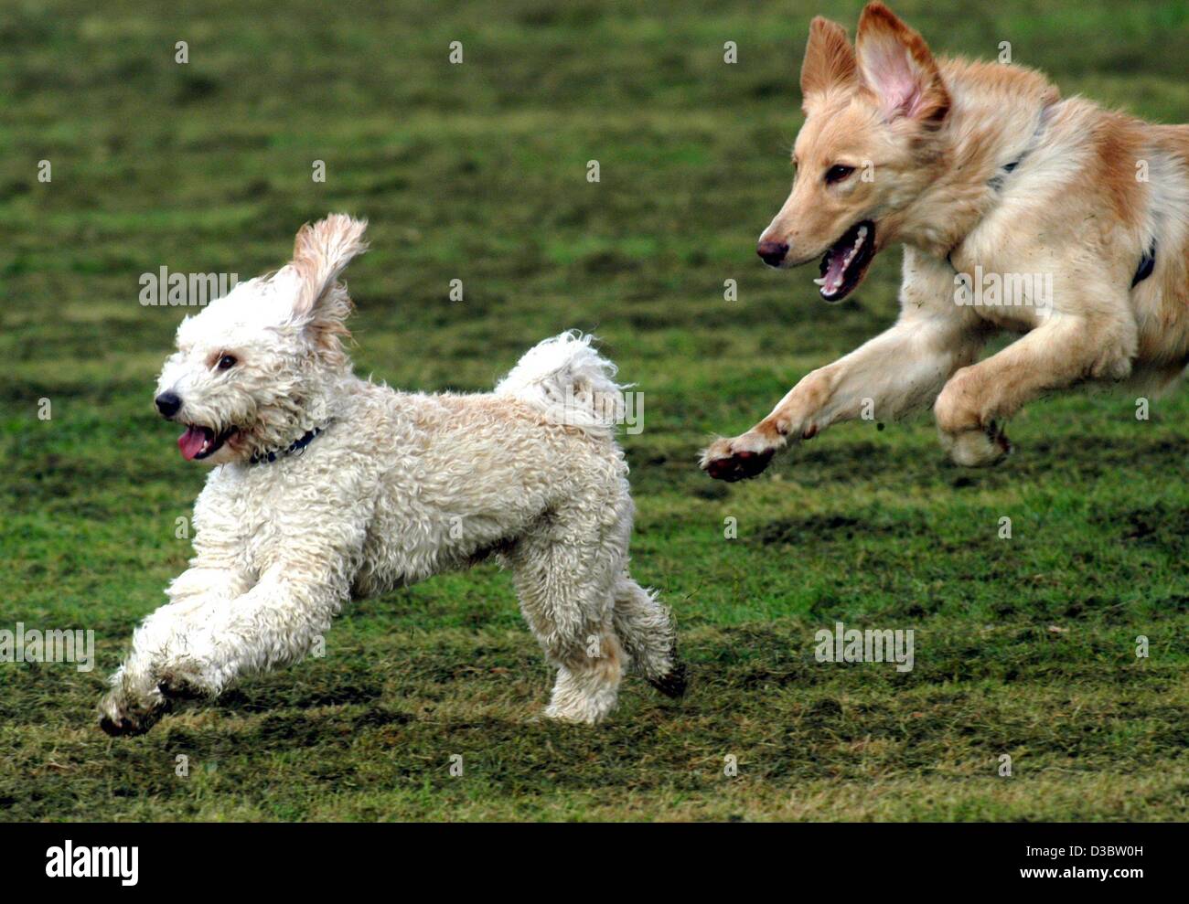 Human interest hum animals dog terrier running jumping germany hi-res ...