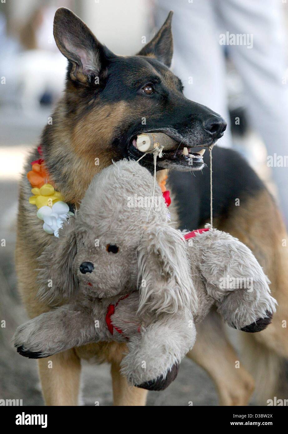 Are German Shepherds Soft