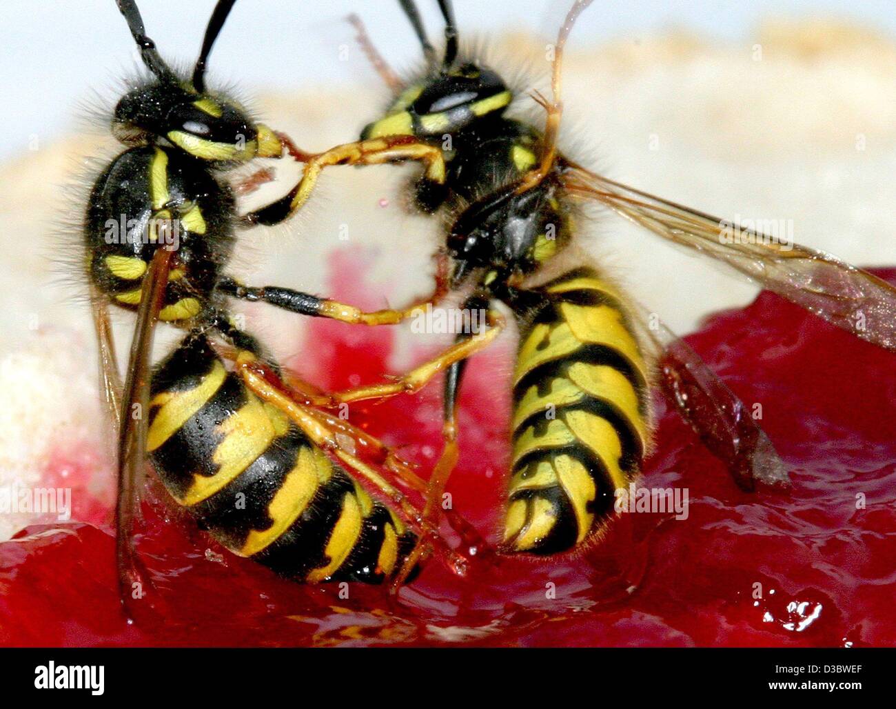 Human interest hum animals wasp wasps bread food sweets jam germany hi ...