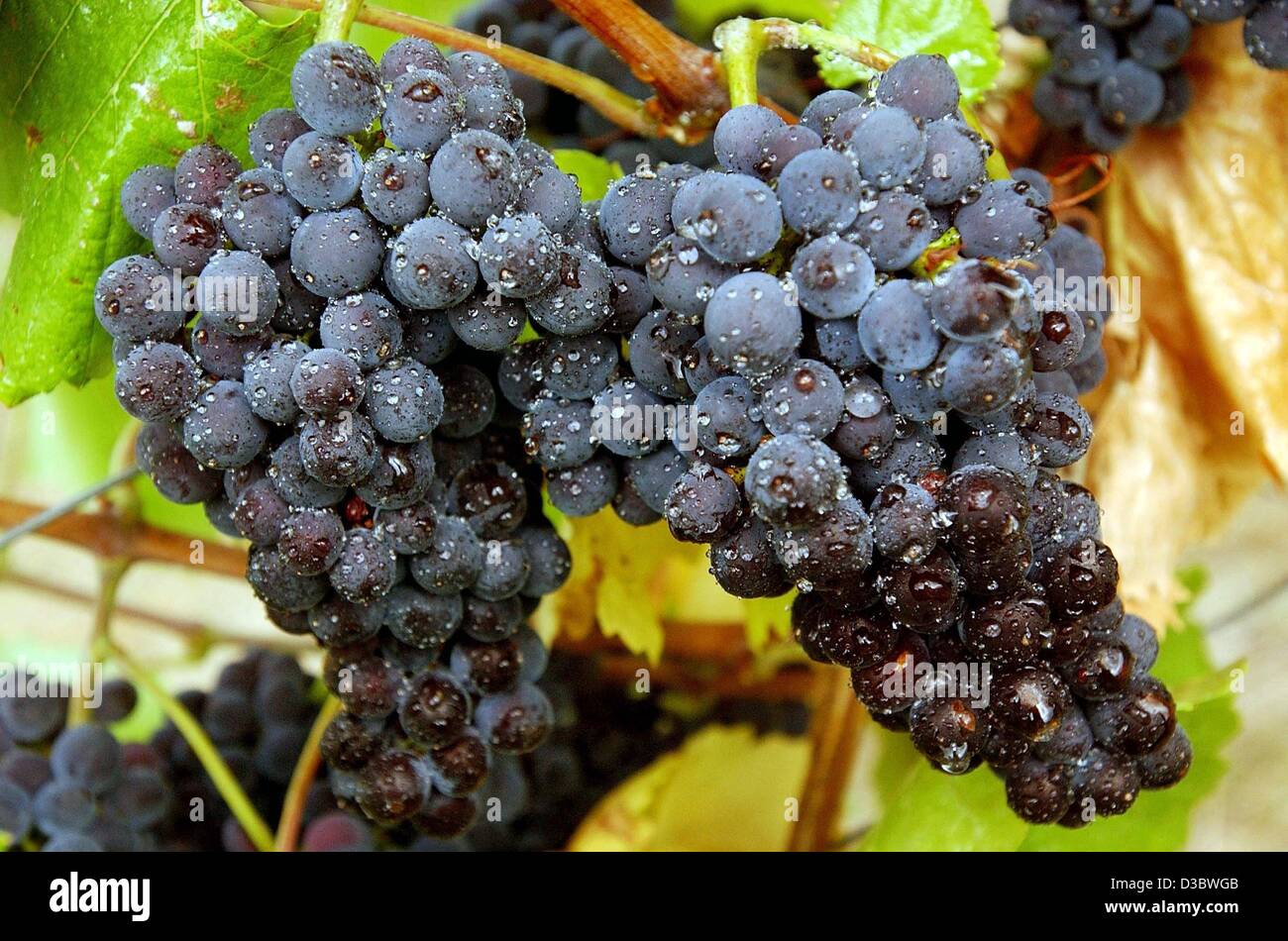 Grapes with raindrops hi-res stock photography and images - Alamy