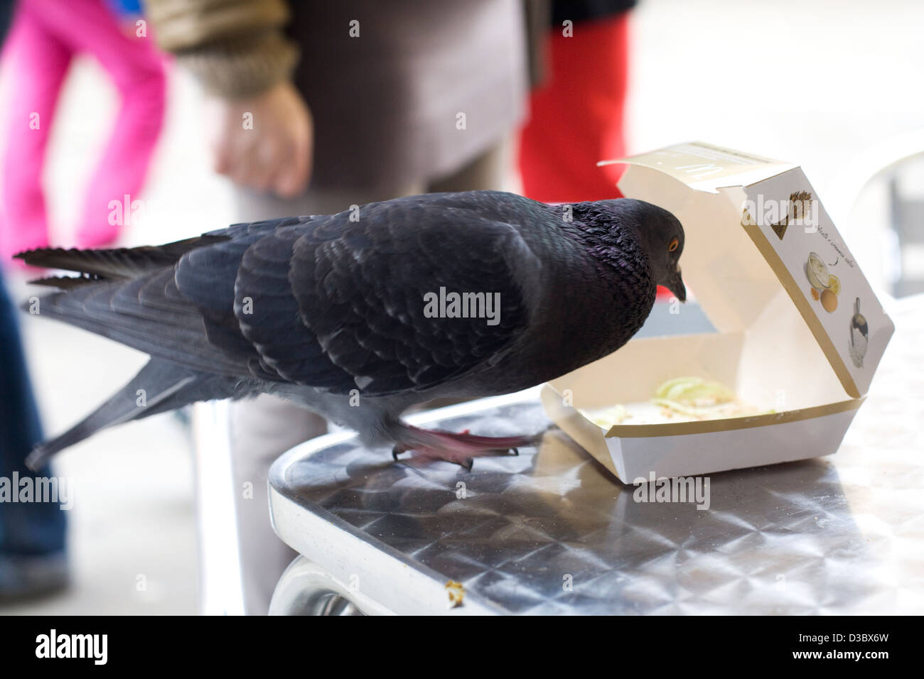 Pigeon on table hi-res stock photography and images - Alamy