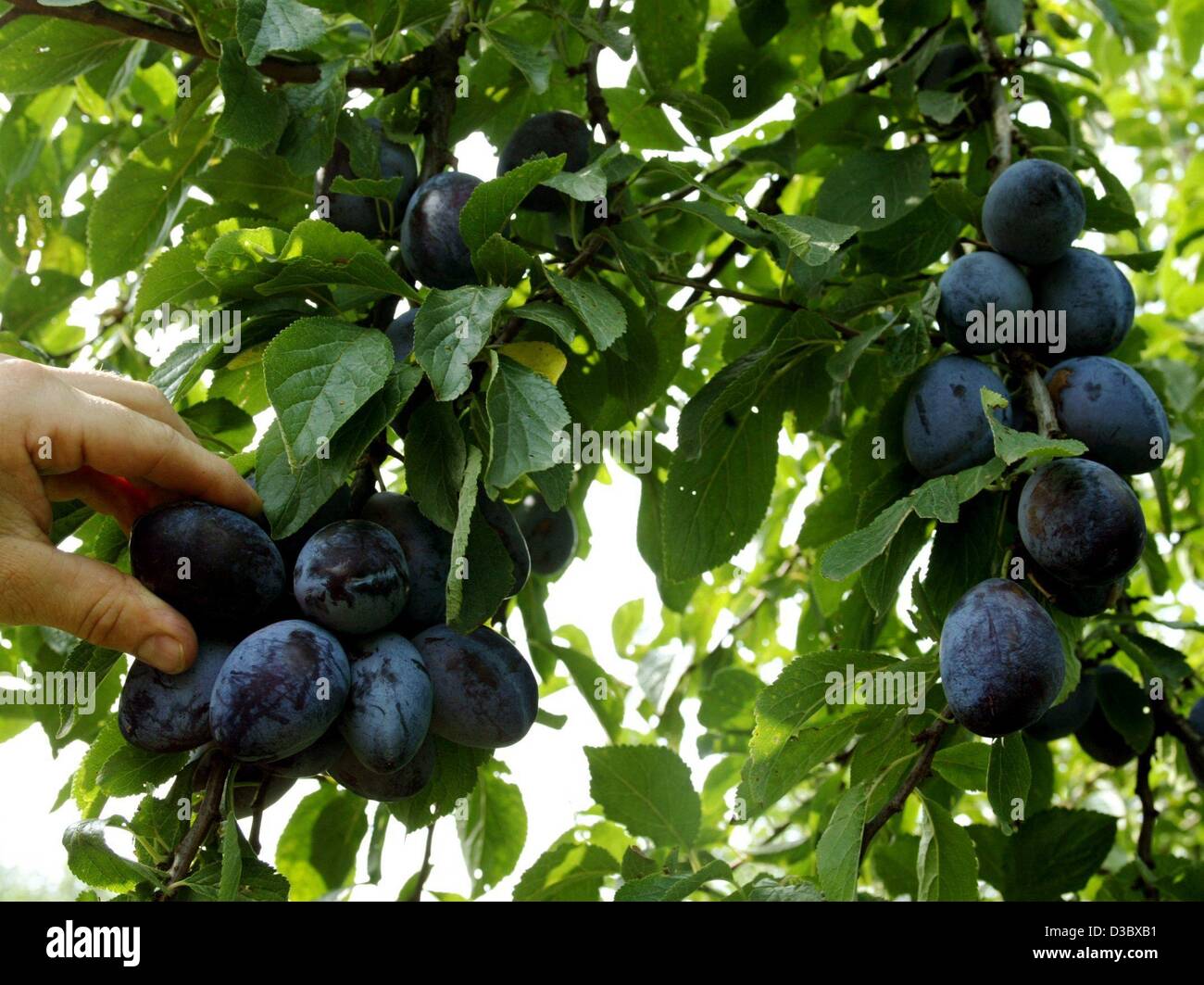 (dpa) - A hand examines the ripe plums on a fruit-growing farm in ...