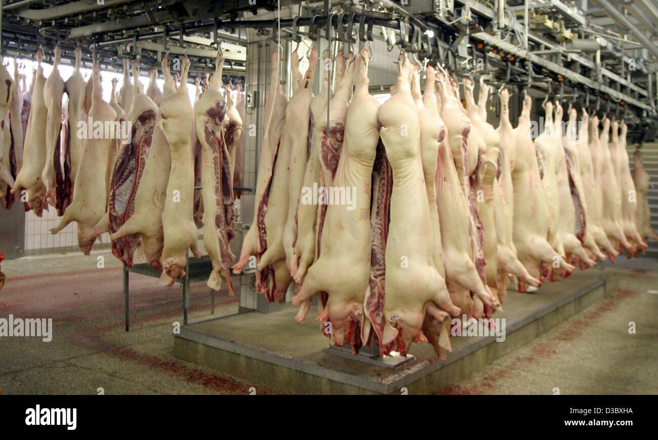 Pig carcasses in slaughterhouse hi-res stock photography and images - Alamy