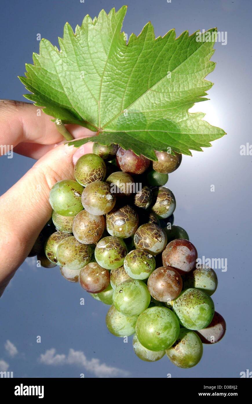 (dpa) - A brown scab as a result of a sunburn has formed on the ...