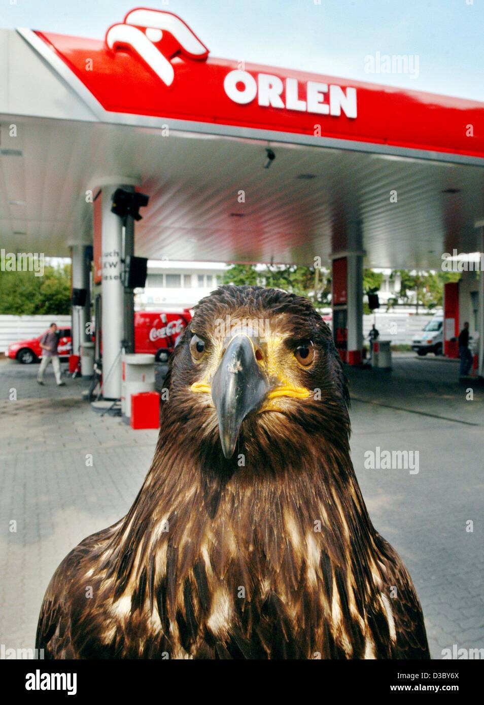 (dpa) - A live eagle sits in front of the first Orlen filling station ...