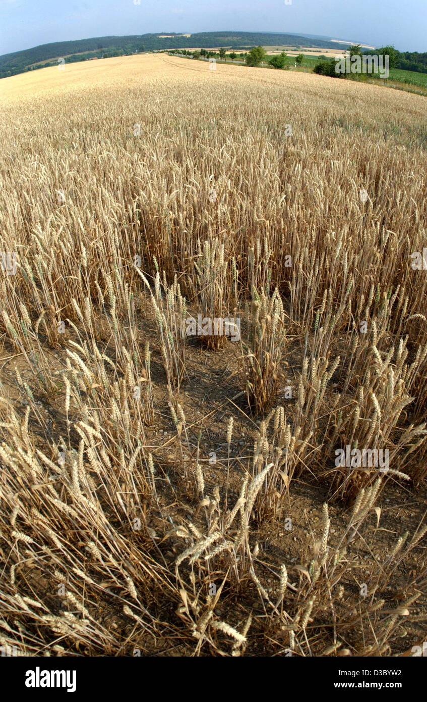 (dpa) - Dried up seed left many spots blank on a grain field near ...