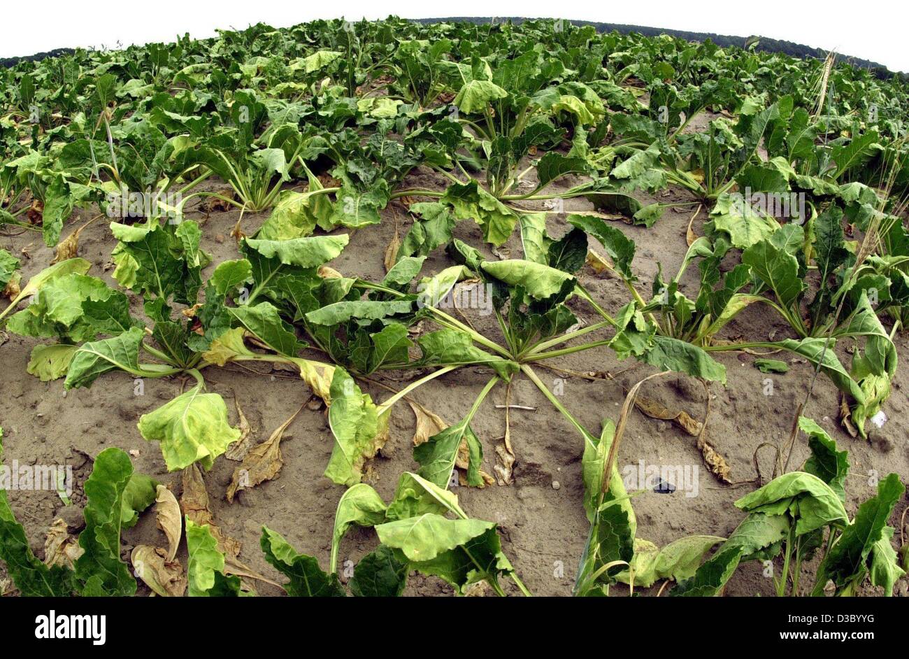 (dpa) - A view over a dried out field of sugar beets near Oebisfelde ...