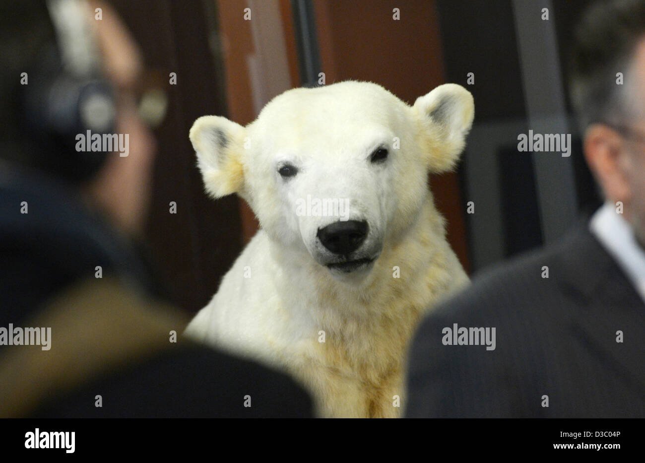 Berlin, Germany, 15th Feb, 2013. The stuffed polar bear Knut is ...