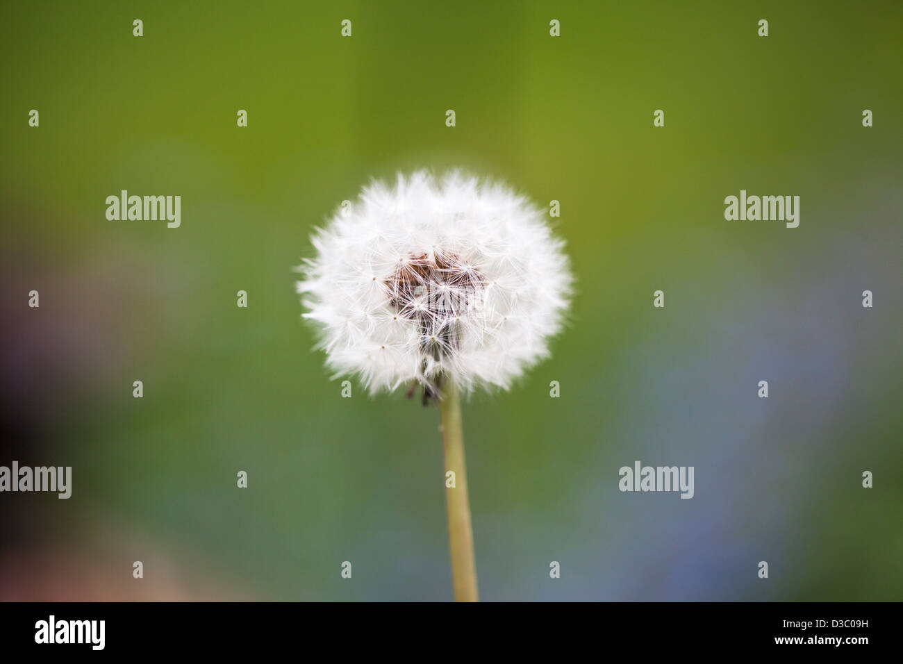 Dandelion clock seed head (Taraxacum officinale Stock Photo - Alamy