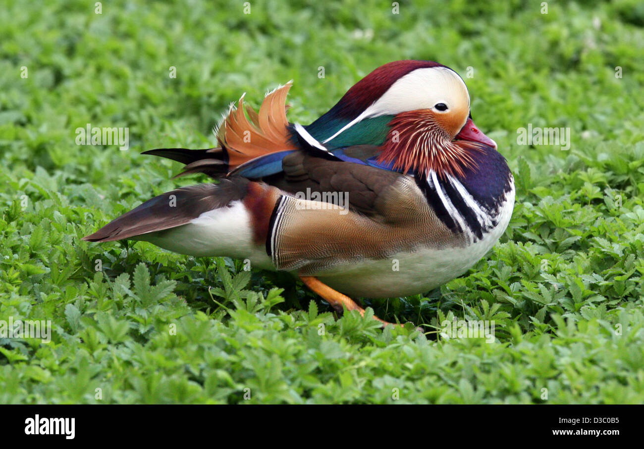 The Mandarin Duck (Aix galericulata), or just Mandarin Stock Photo - Alamy