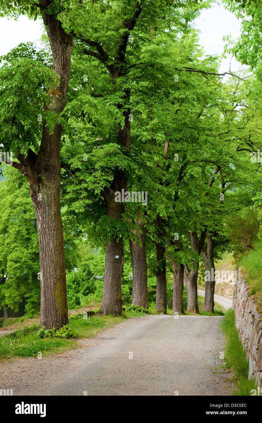 woods, tree, sun, summer, street, sky, scene, road, nature, landscape ...