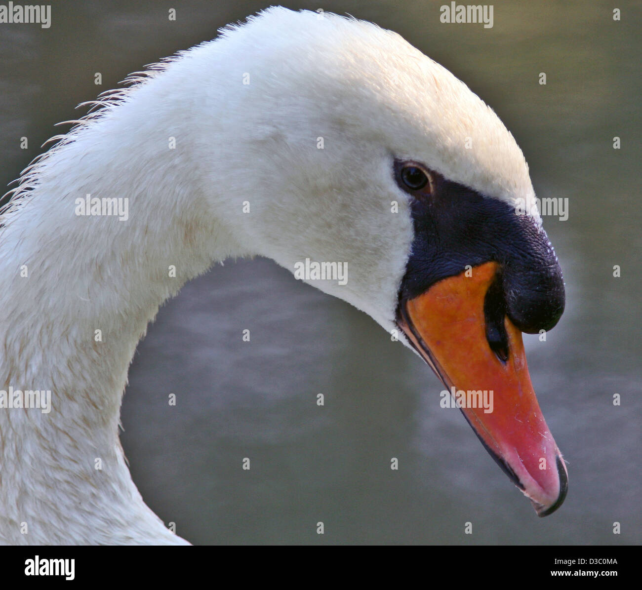 Swans, genus Cygnus, are birds of the family Anatidae Stock Photo - Alamy