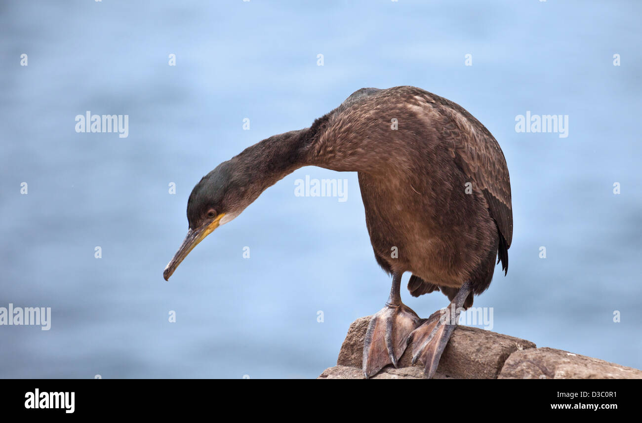 Shag bird european hi-res stock photography and images - Alamy