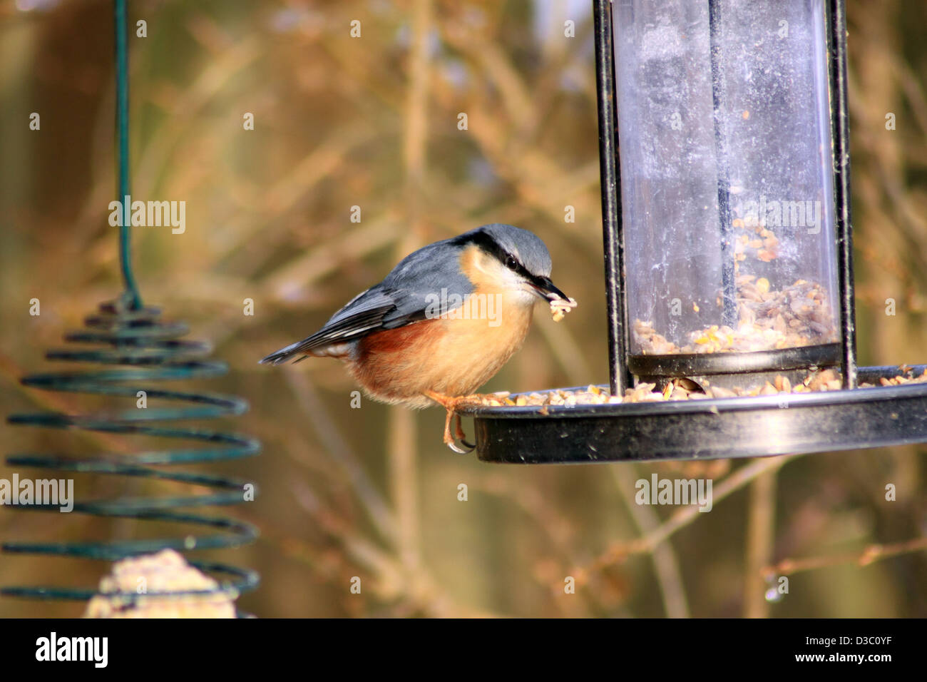 Nuthatch feeding at a garden feeder Stock Photo - Alamy