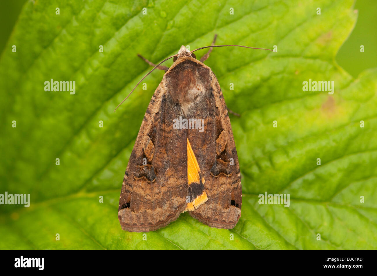 Orange Underwing moth Stock Photo - Alamy
