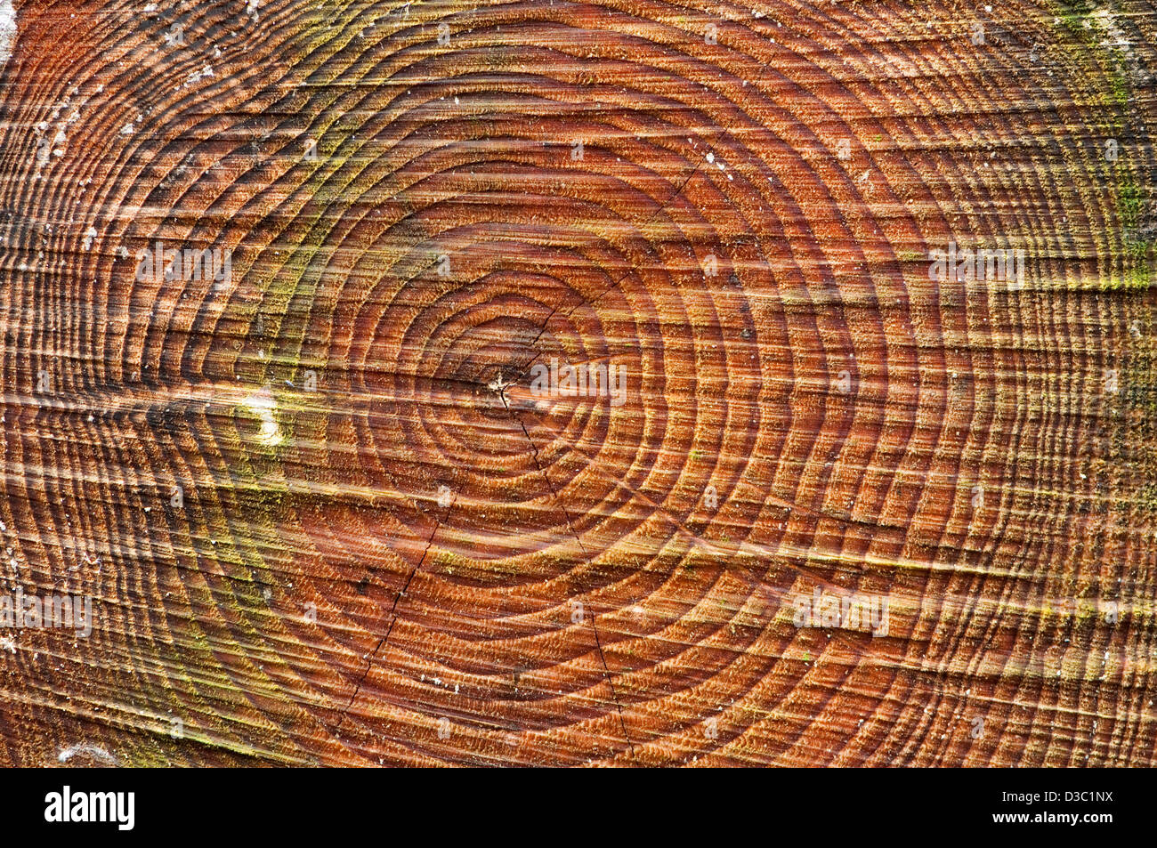 Pine tree cross section hi-res stock photography and images - Alamy