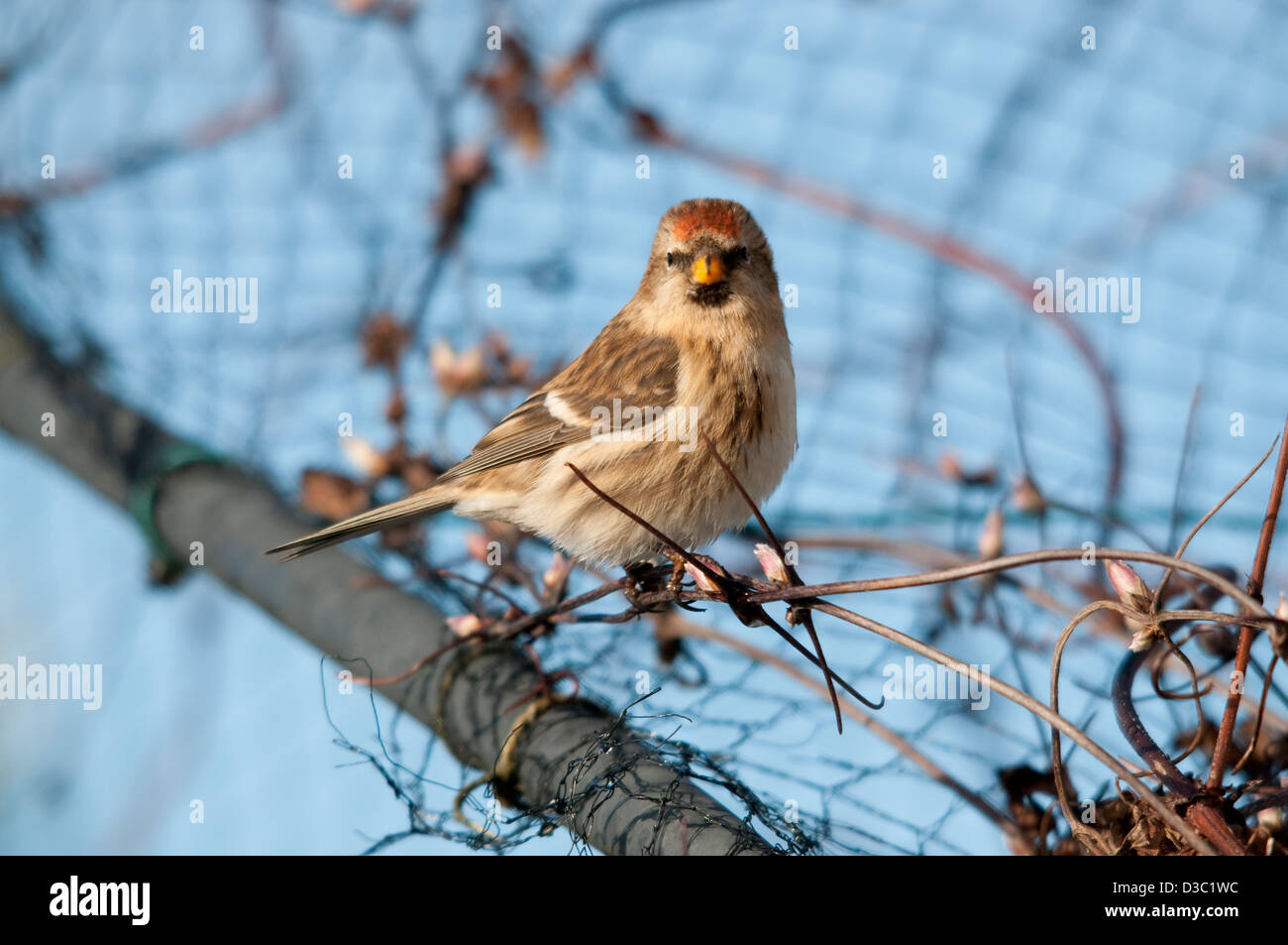 Female lesser redpoll hi-res stock photography and images - Alamy