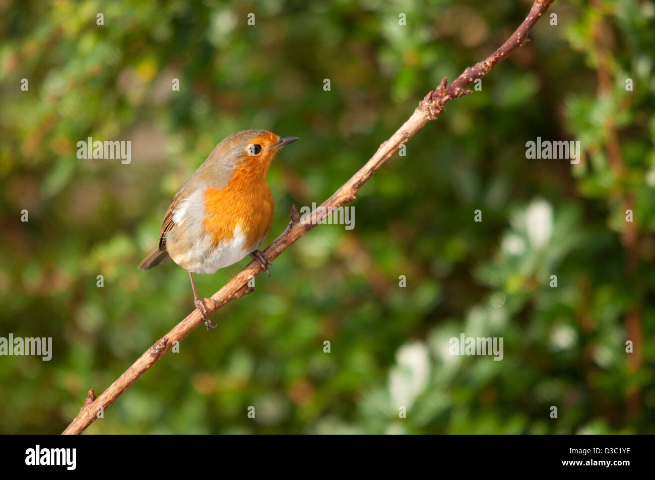Robin on tree branch Stock Photo - Alamy