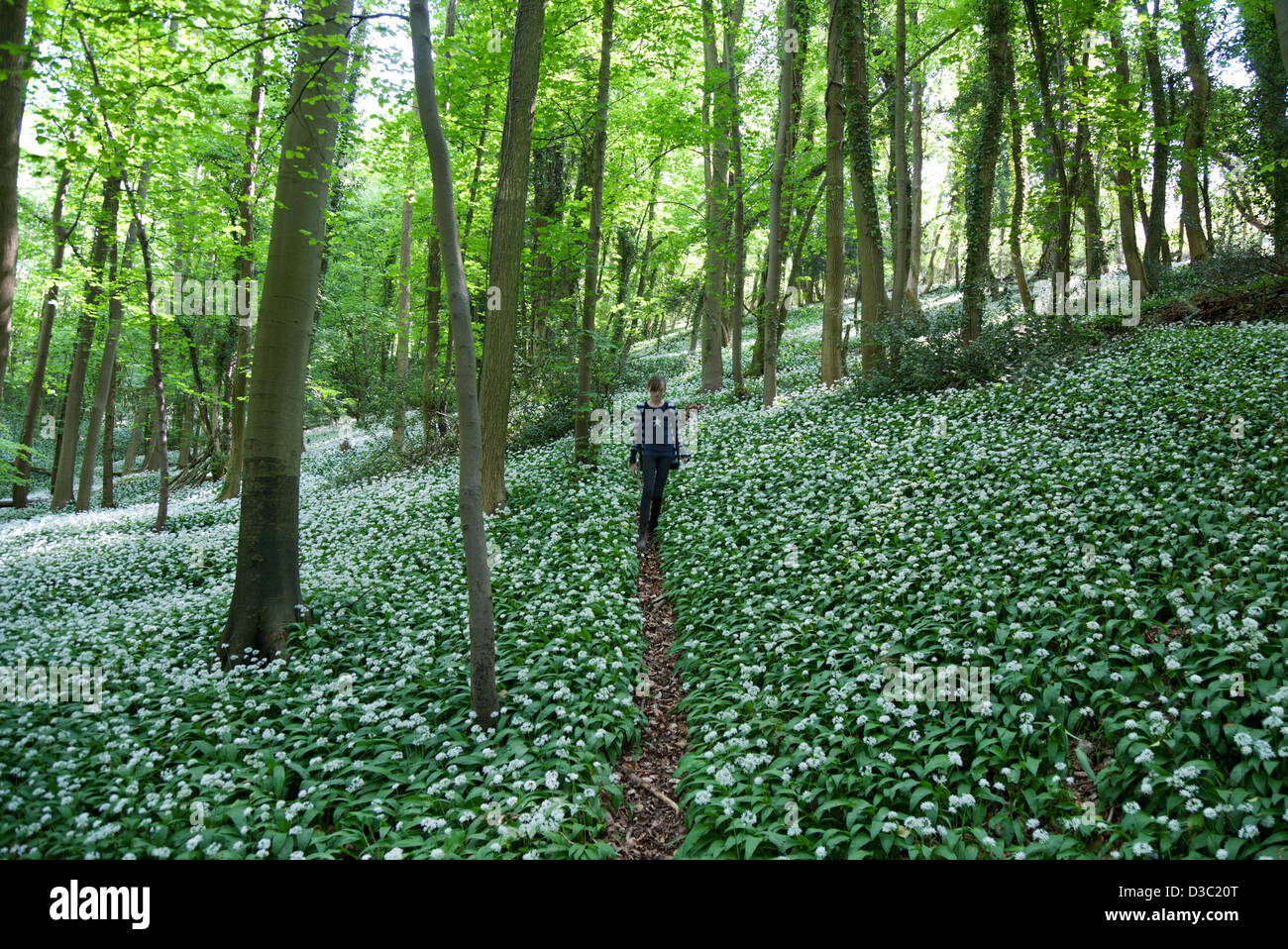 A teenage girl walks a Cotswold woodland path through drifts of wild ...