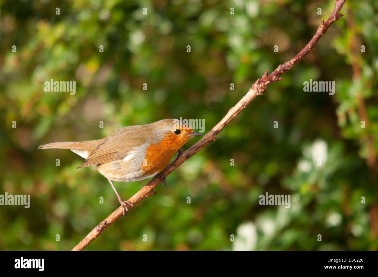 Robin on tree branch Stock Photo - Alamy