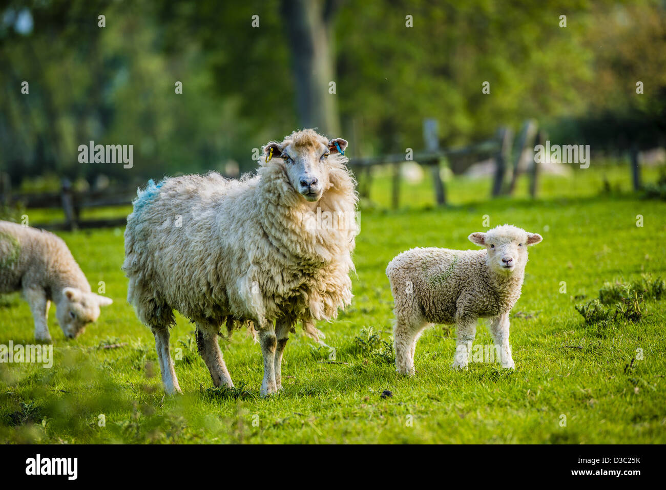 Original Apple Orchard Of The Old Style. Sheep Grazing Stock Photo - Alamy