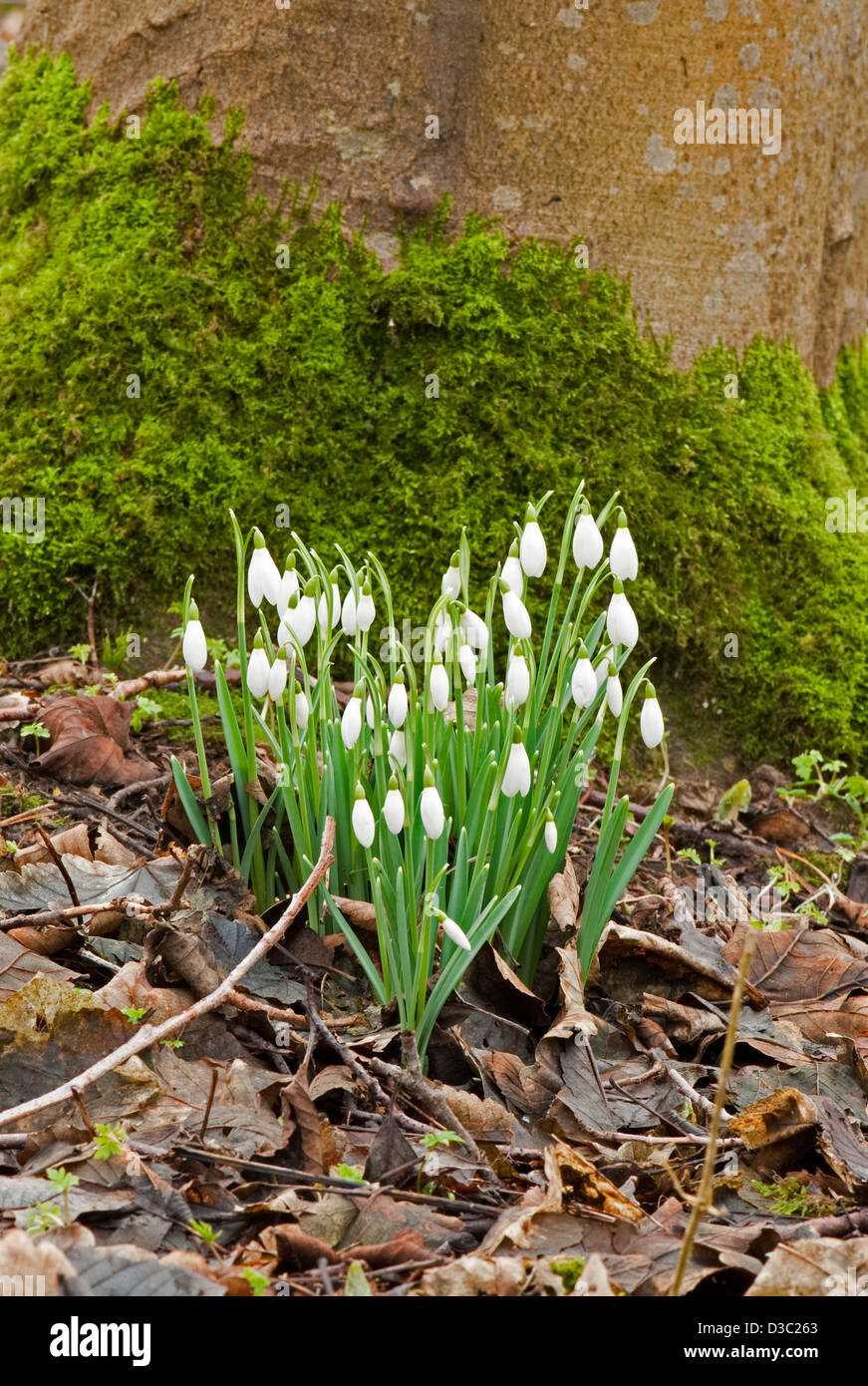 Snowdrop tree hi-res stock photography and images - Alamy