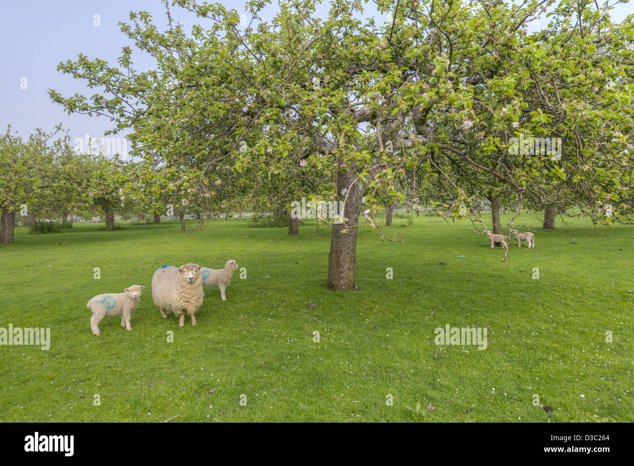 Original Apple Orchard Of The Old Style. Sheep Grazing Stock Photo - Alamy