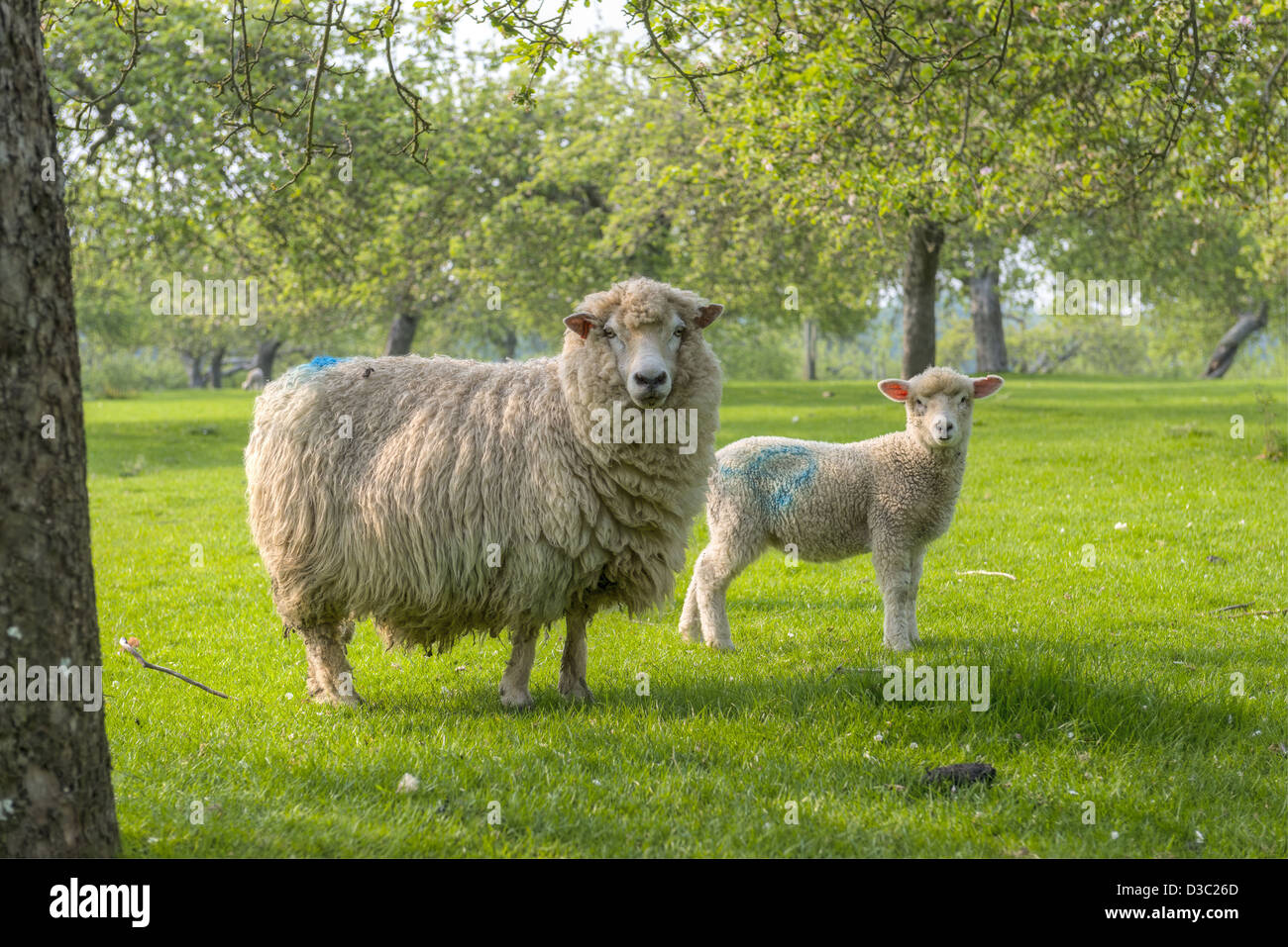 Original Apple Orchard Of The Old Style. Sheep Grazing Stock Photo - Alamy