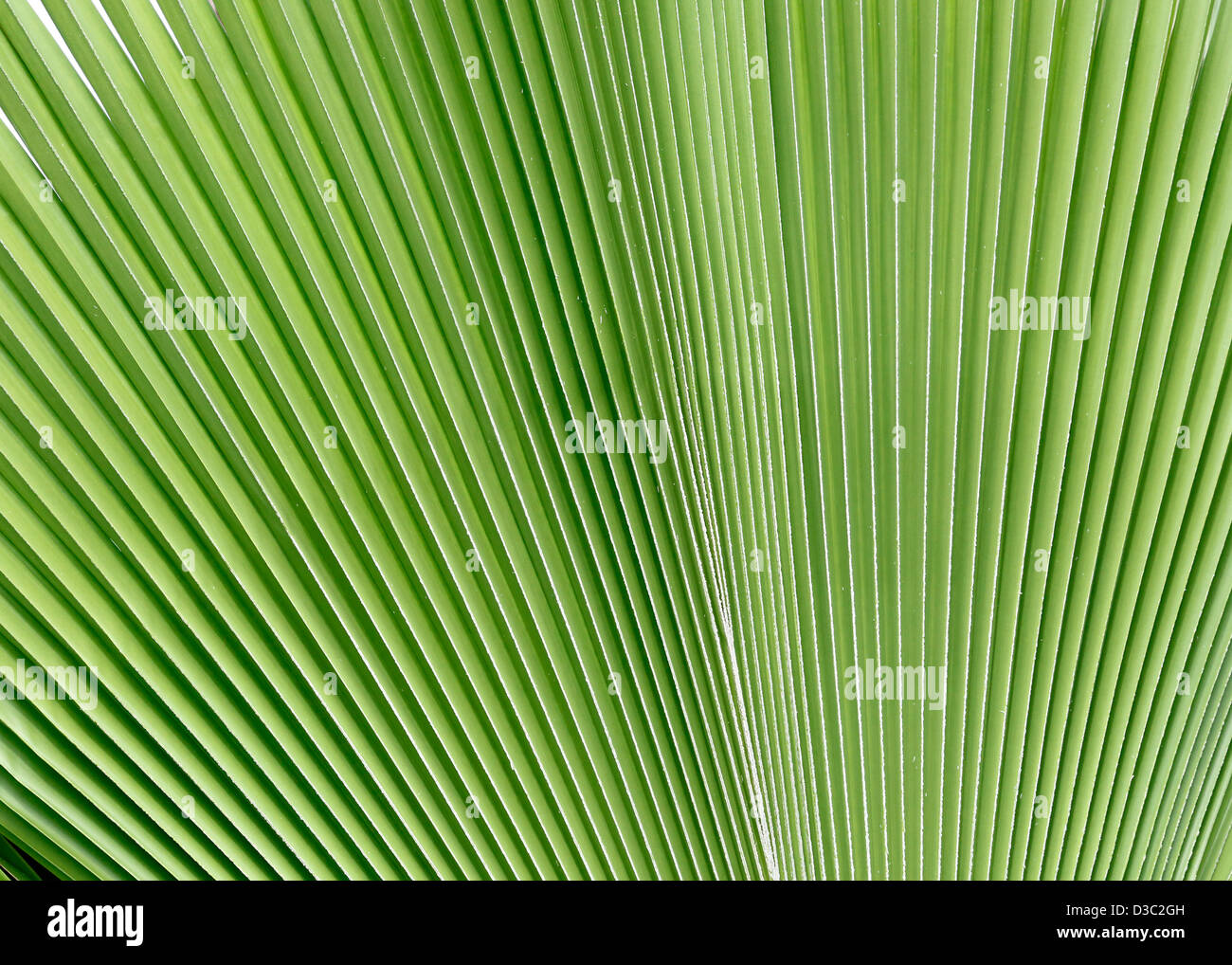 Horizontal leaves background hi-res stock photography and images - Alamy