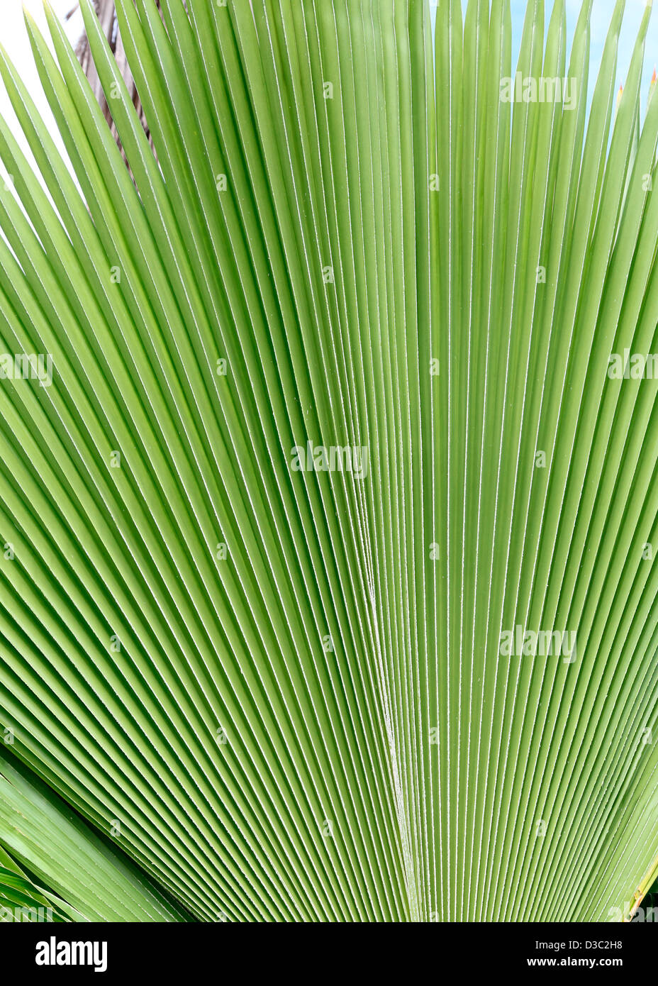 Palm tree leaves background hi-res stock photography and images - Alamy