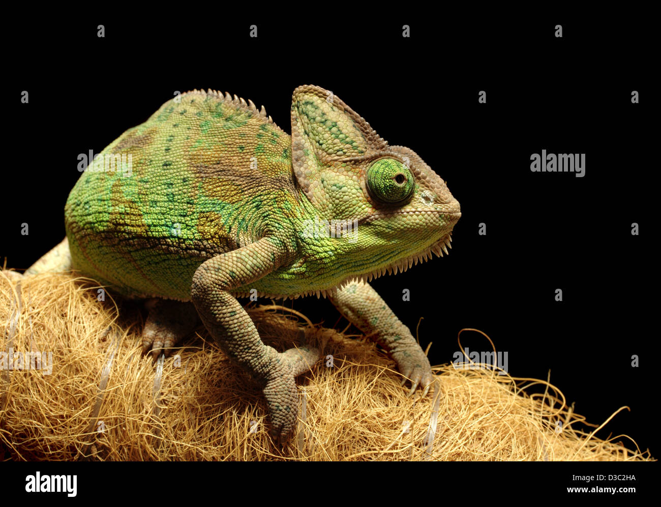 Veiled chameleon on black background Stock Photo - Alamy