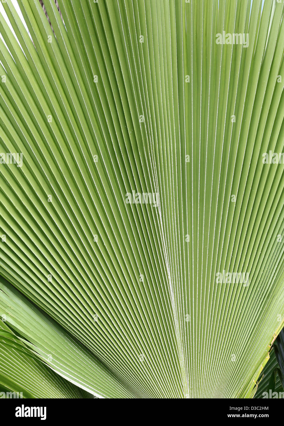 Vertical leaves background hi-res stock photography and images - Alamy