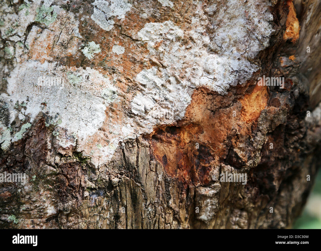 Cinnamon plant hi-res stock photography and images - Alamy