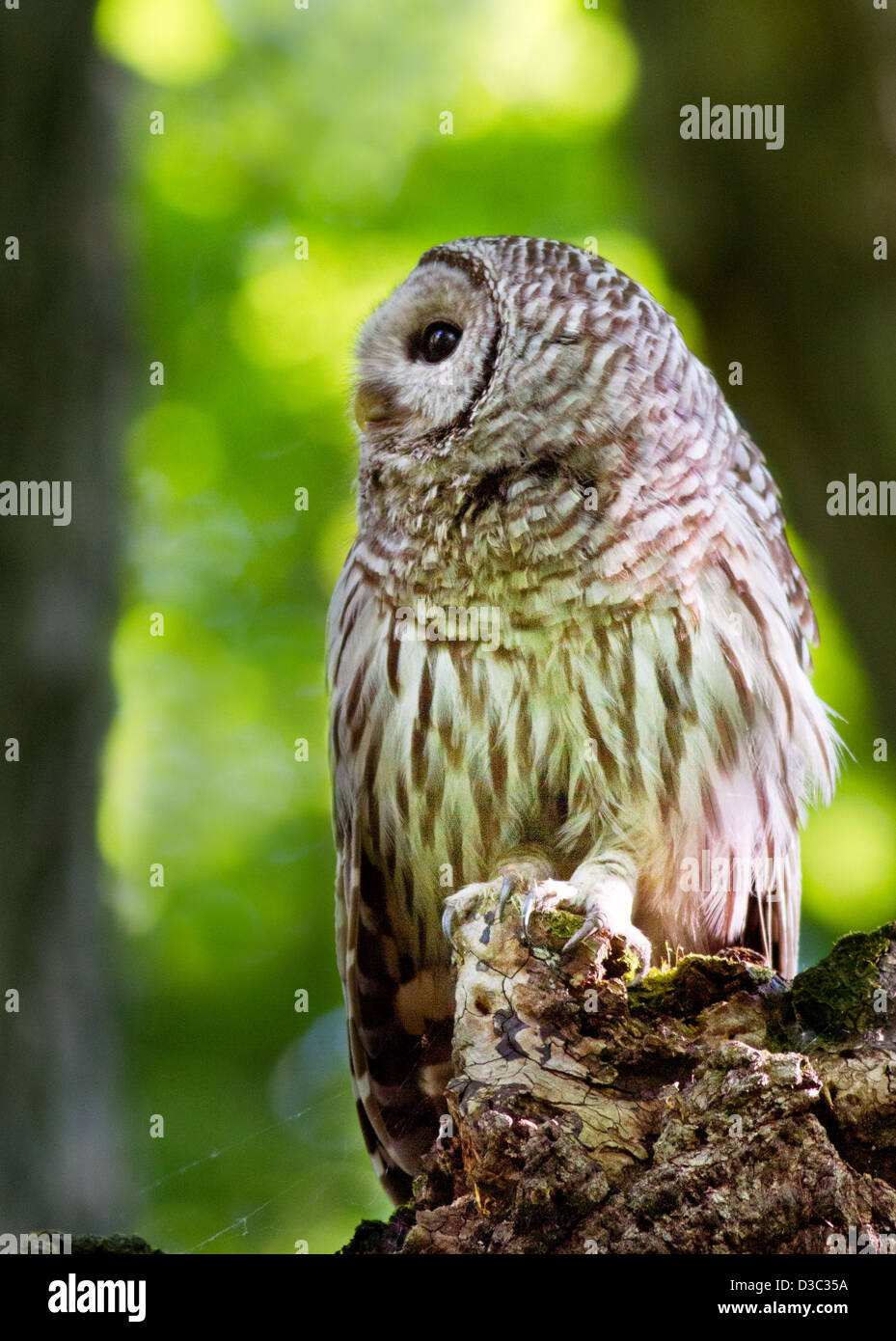 Demon of the forest hi-res stock photography and images - Alamy