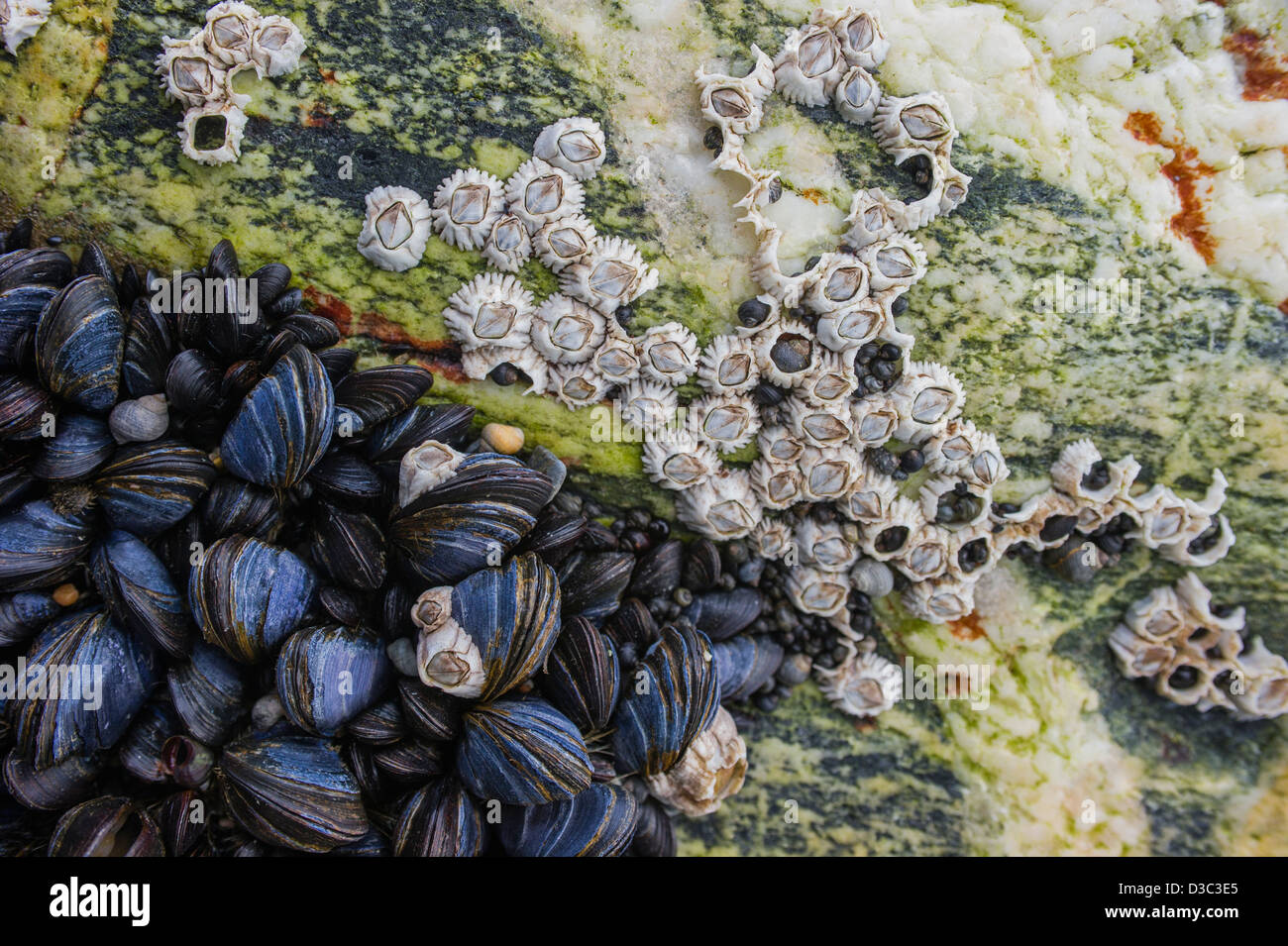 Barnacles and mussels in a seashore rock, Northern Norway Stock Photo ...