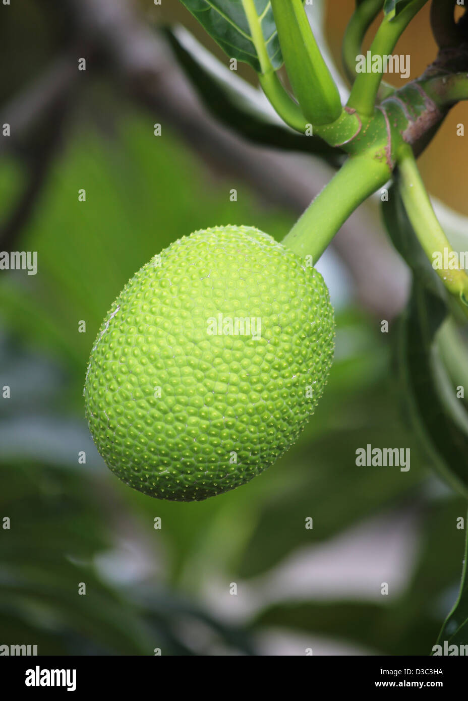 Fruit of the breadfruit tree hi-res stock photography and images - Alamy