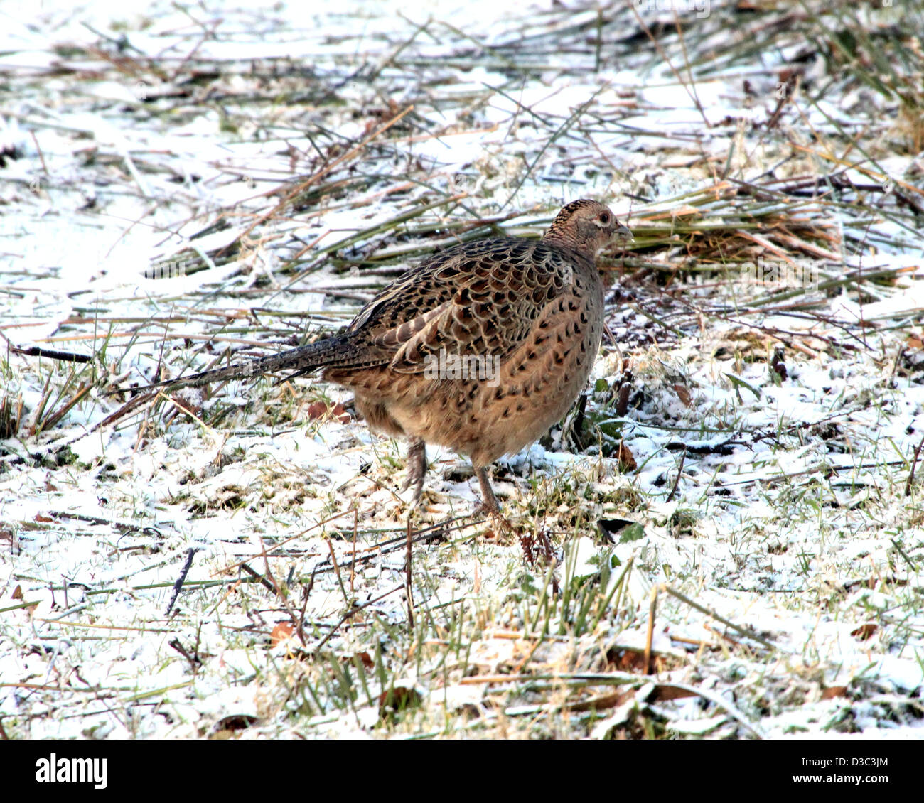 Female European Ring necked pheasant (Phasianus colchicus) in winter ...