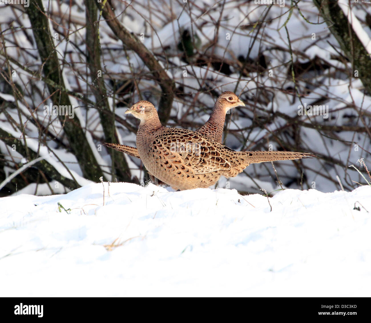 Ring necked pheasants hi-res stock photography and images - Alamy