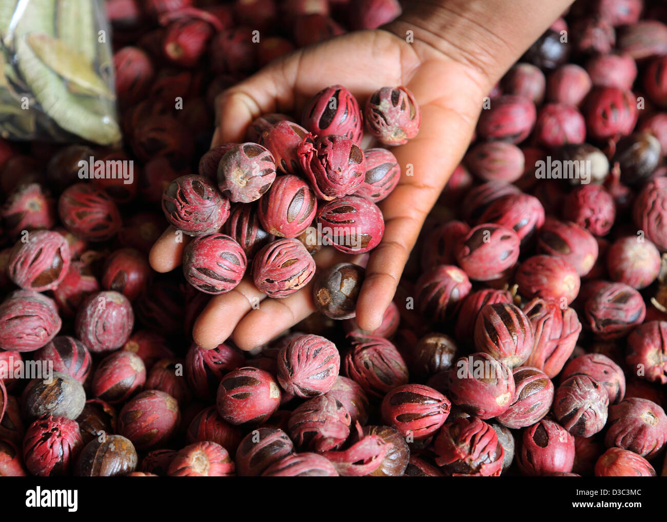 FRESH NUTMEG WITH MACE, CARIBBEAN Stock Photo - Alamy