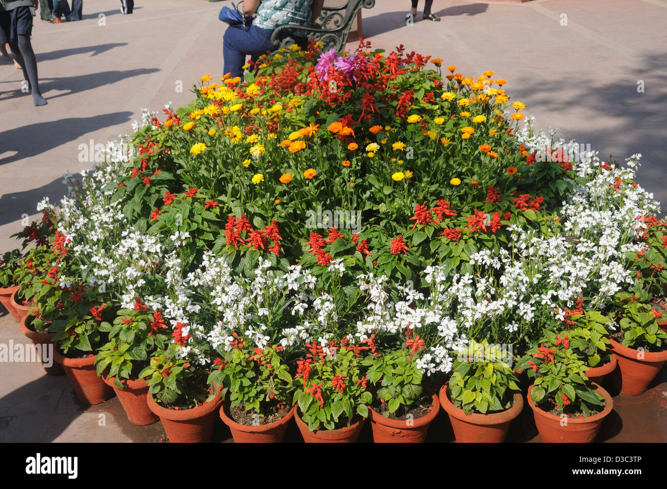 Pots with flowers at Delhi, India Stock Photo - Alamy