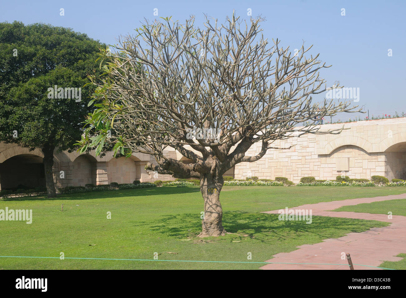 A tree at raj ghat delhi hi-res stock photography and images - Alamy