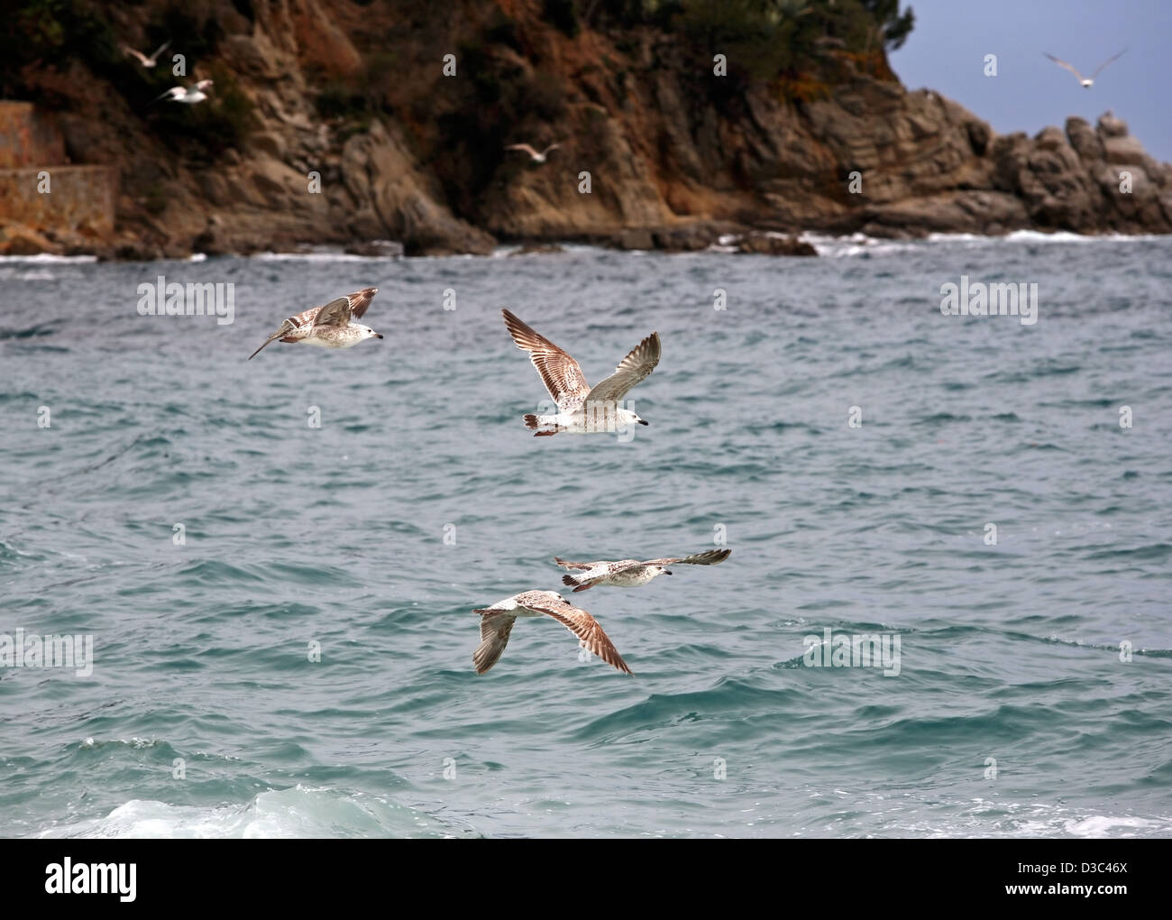 Image of a seagulls flying above the sea Stock Photo - Alamy