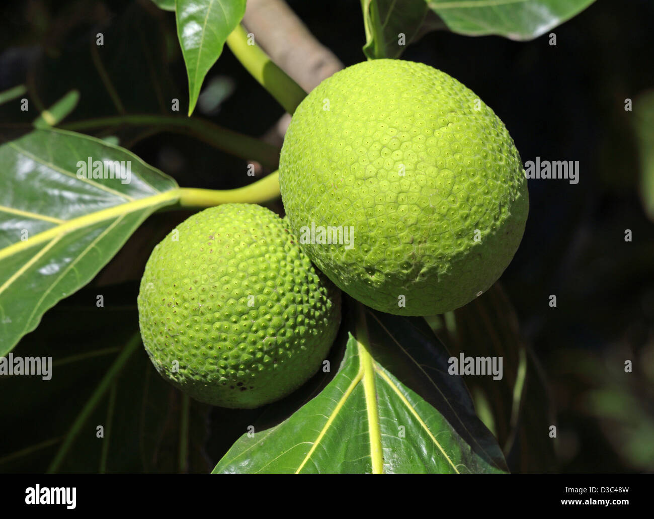 Bread Fruit