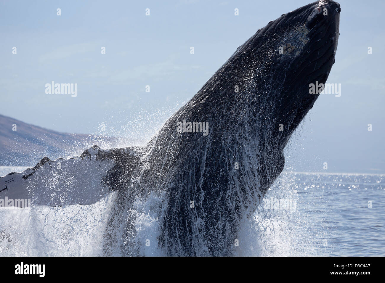Baby humpback whale hi-res stock photography and images - Alamy