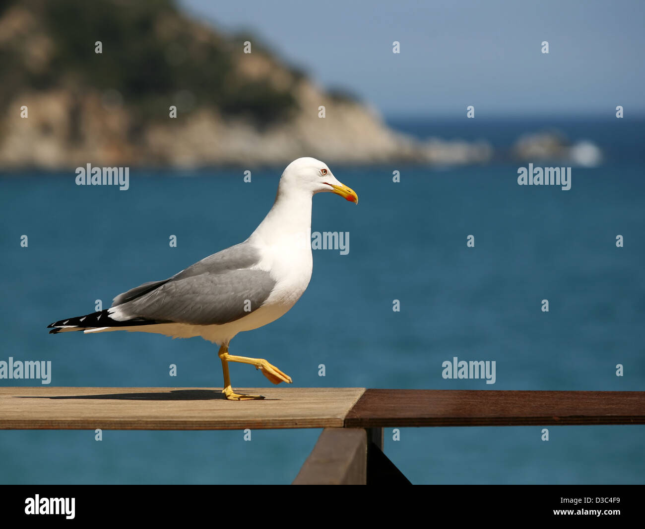 The image of the seagull going on a board on a background of the sea Stock Photo - Alamy